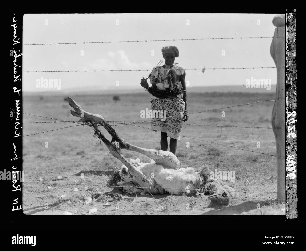 Barbed wire entanglement hi-res stock photography and images - Alamy