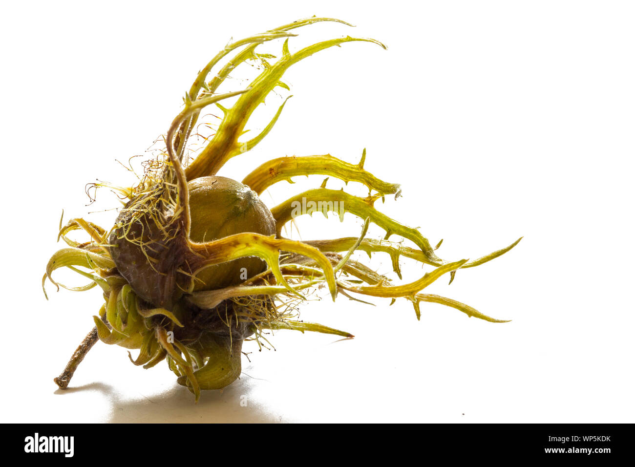 Winter holiday celebration cold Cut Out Stock Images & Pictures - Alamy