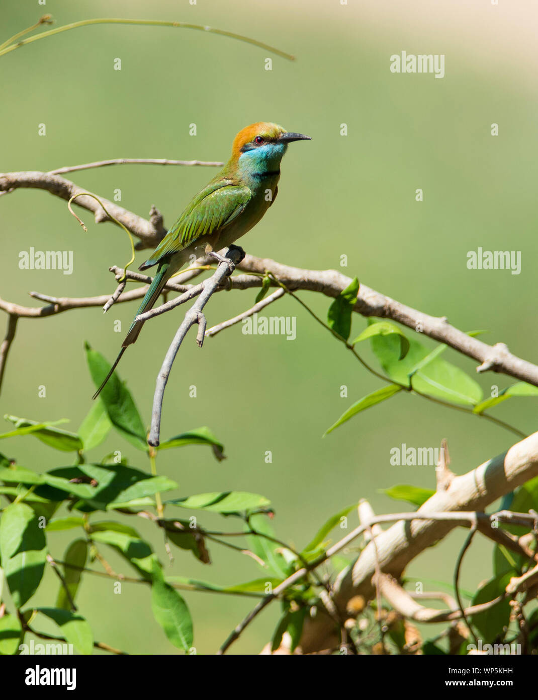 Asian green bee eater hi-res stock photography and images - Alamy