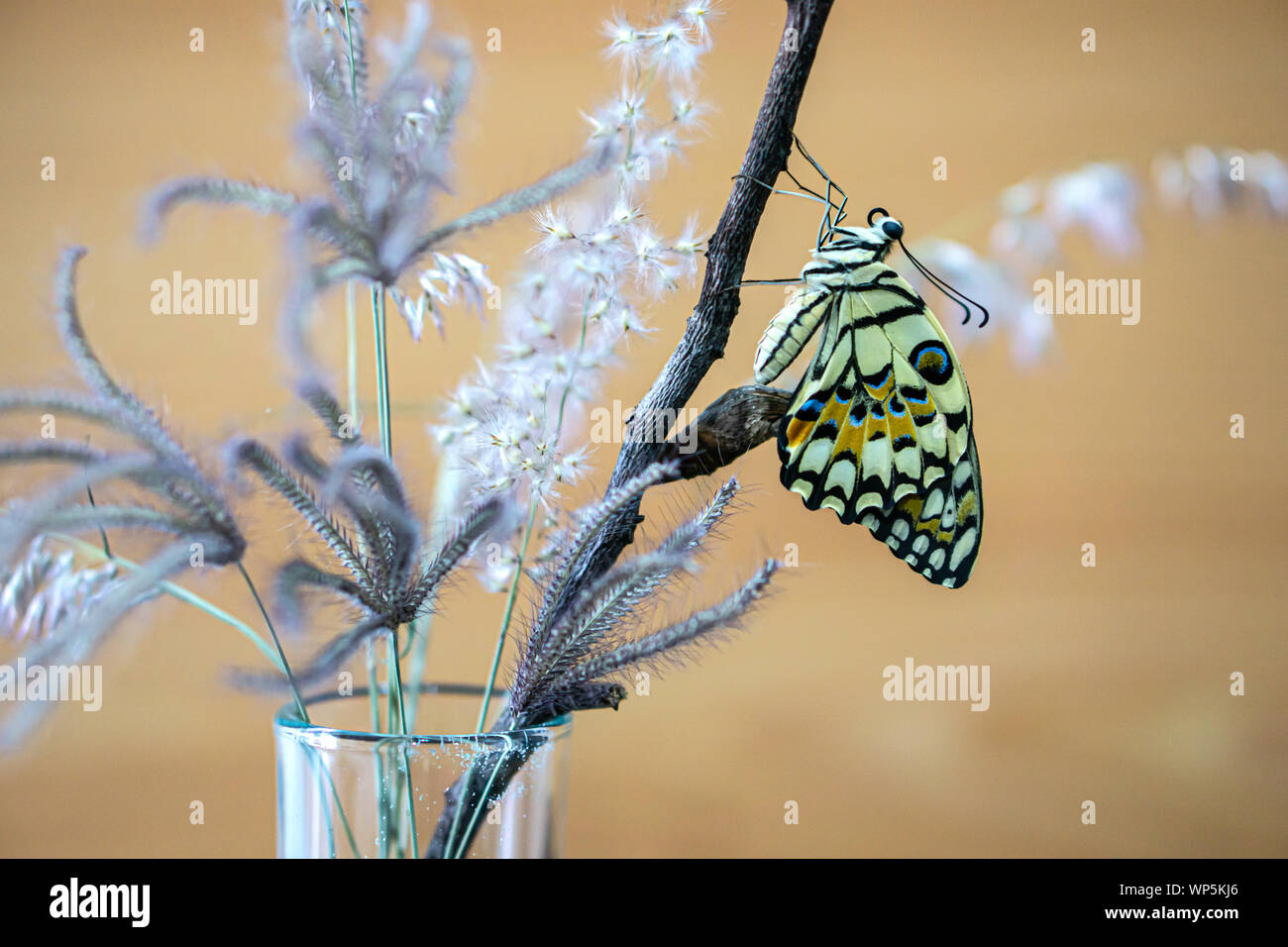 Butterfly leaving cocoon hi-res stock photography and images - Alamy