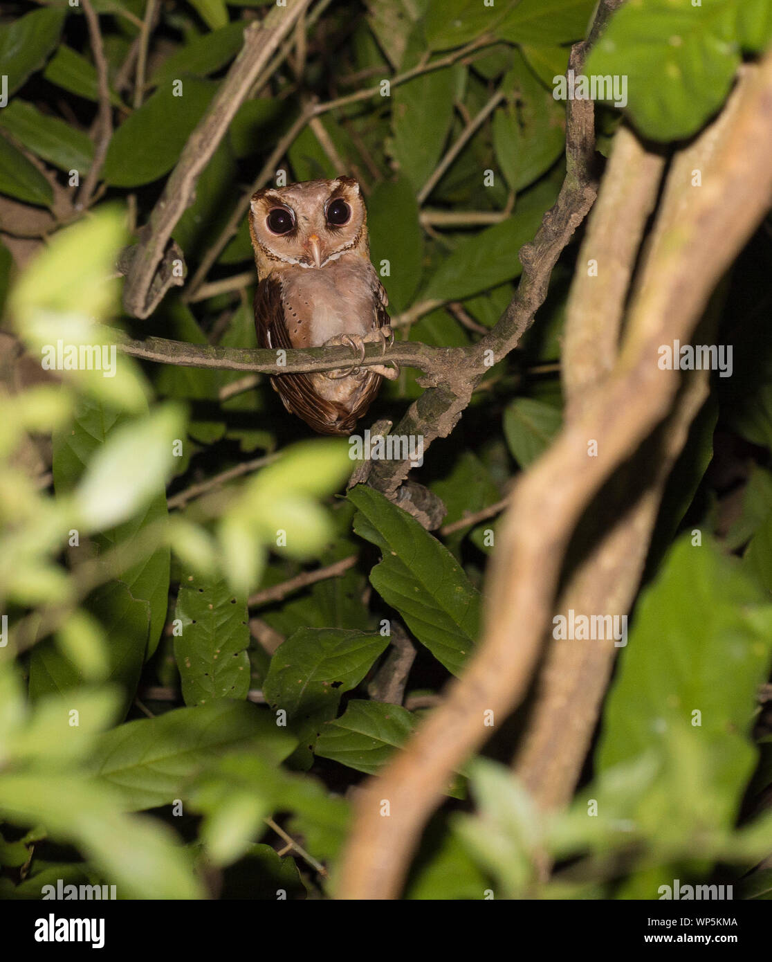 Oriental bay owl hi-res stock photography and images - Alamy