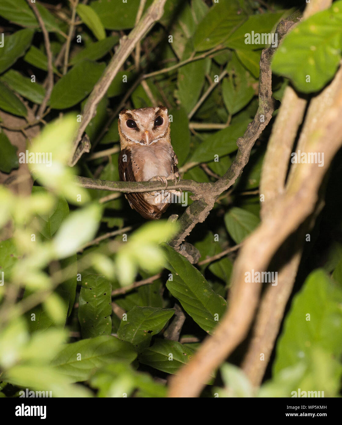 Asian rainforest birds hi-res stock photography and images - Alamy