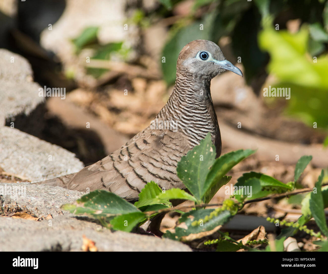 Thailand birds hi-res stock photography and images - Alamy