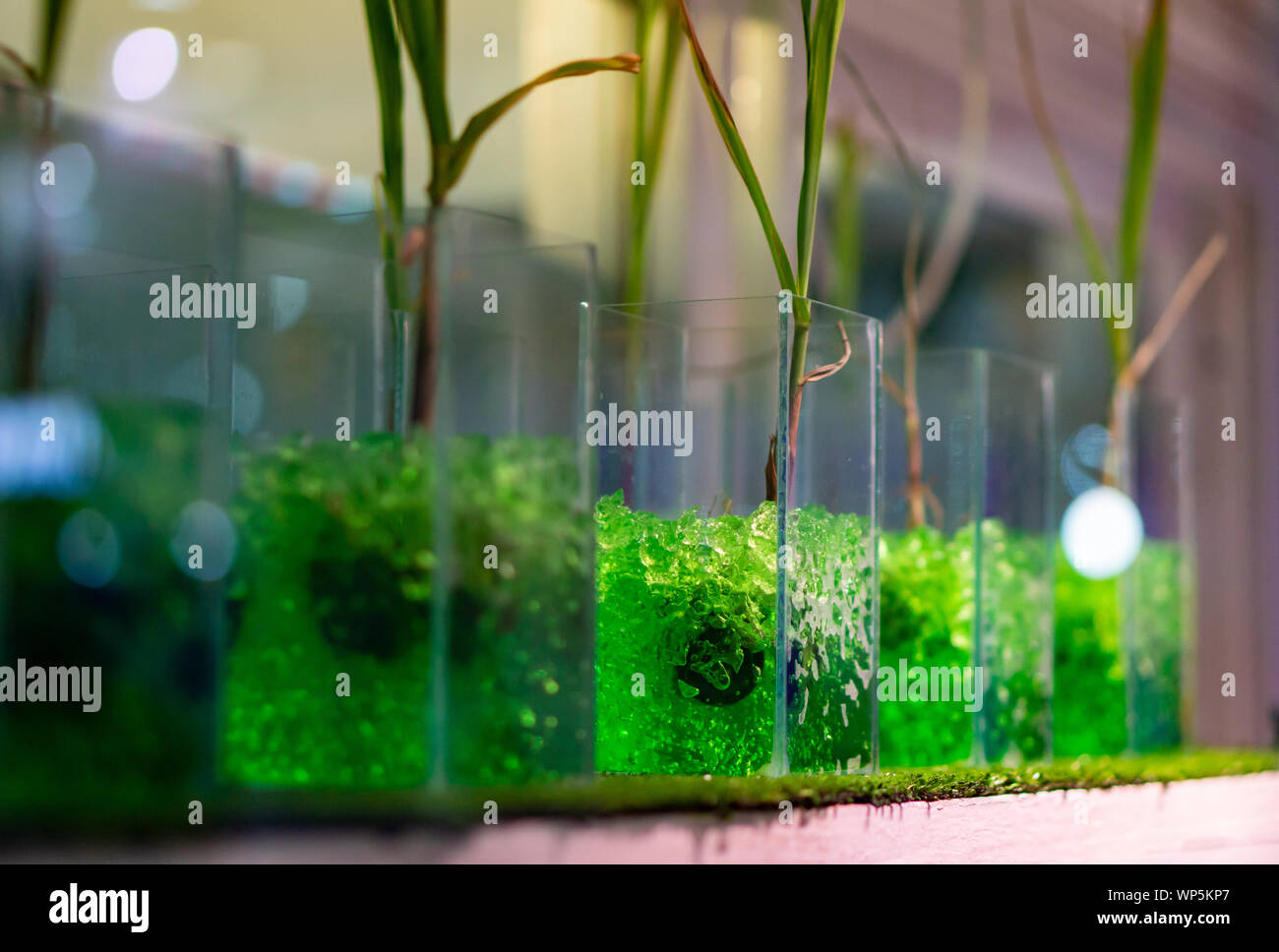 The experiment of planting rice in the lab Stock Photo - Alamy