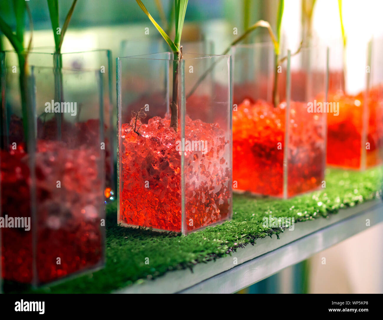 Rice experiment hi-res stock photography and images - Alamy