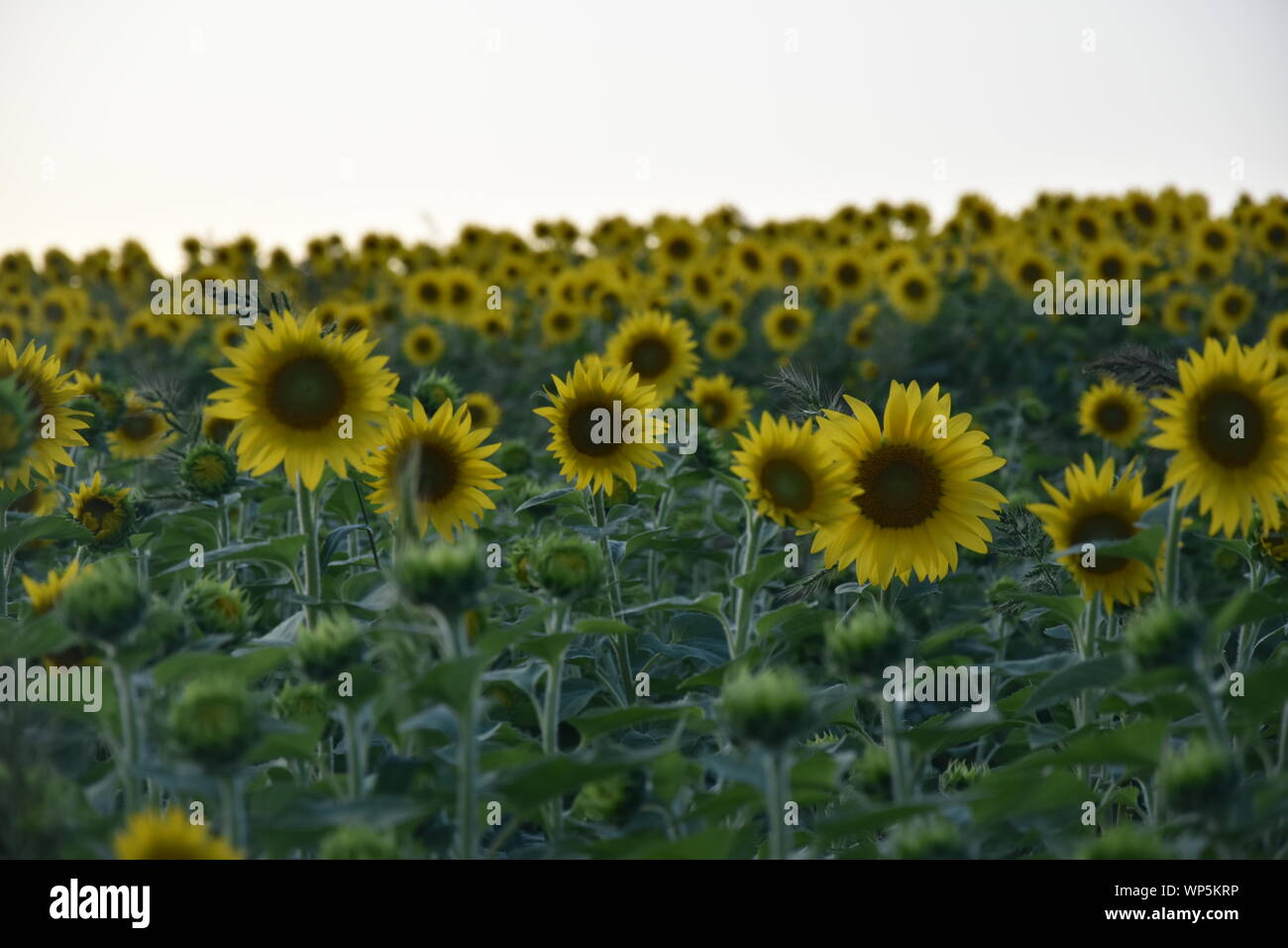 Sunflowers in the sunflower field at the famous Colby Farms in ...