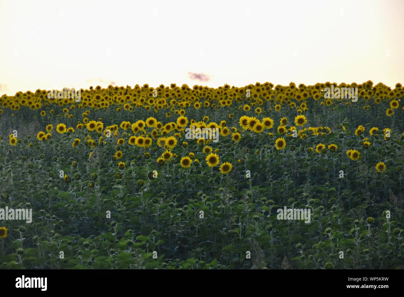 Sunflowers in the sunflower field at the famous Colby Farms in ...