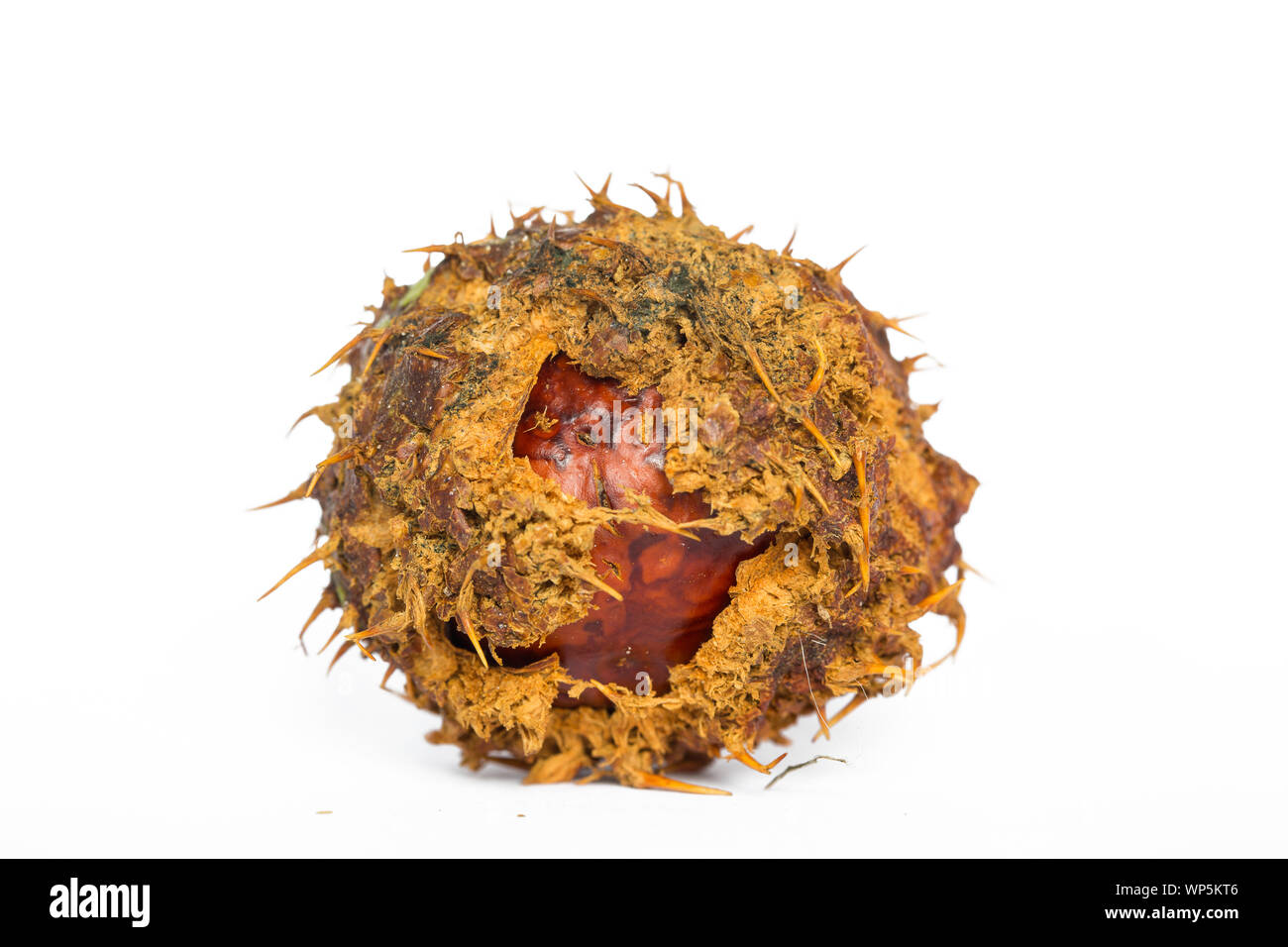 Group trees in natural Cut Out Stock Images & Pictures - Alamy