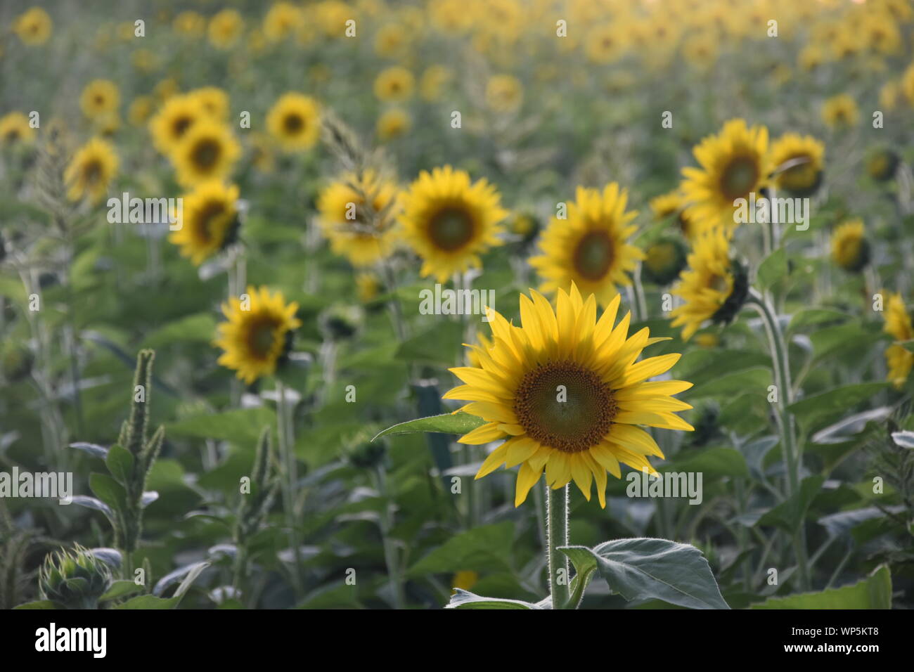 Sunflowers in the sunflower field at the famous Colby Farms in ...