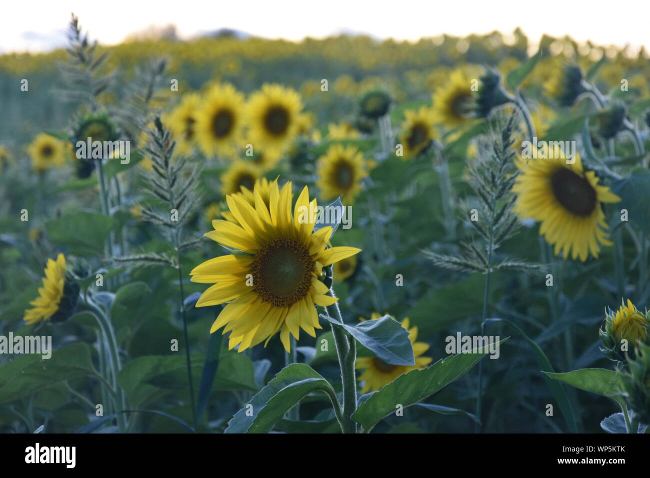 Sunflowers in the sunflower field at the famous Colby Farms in ...