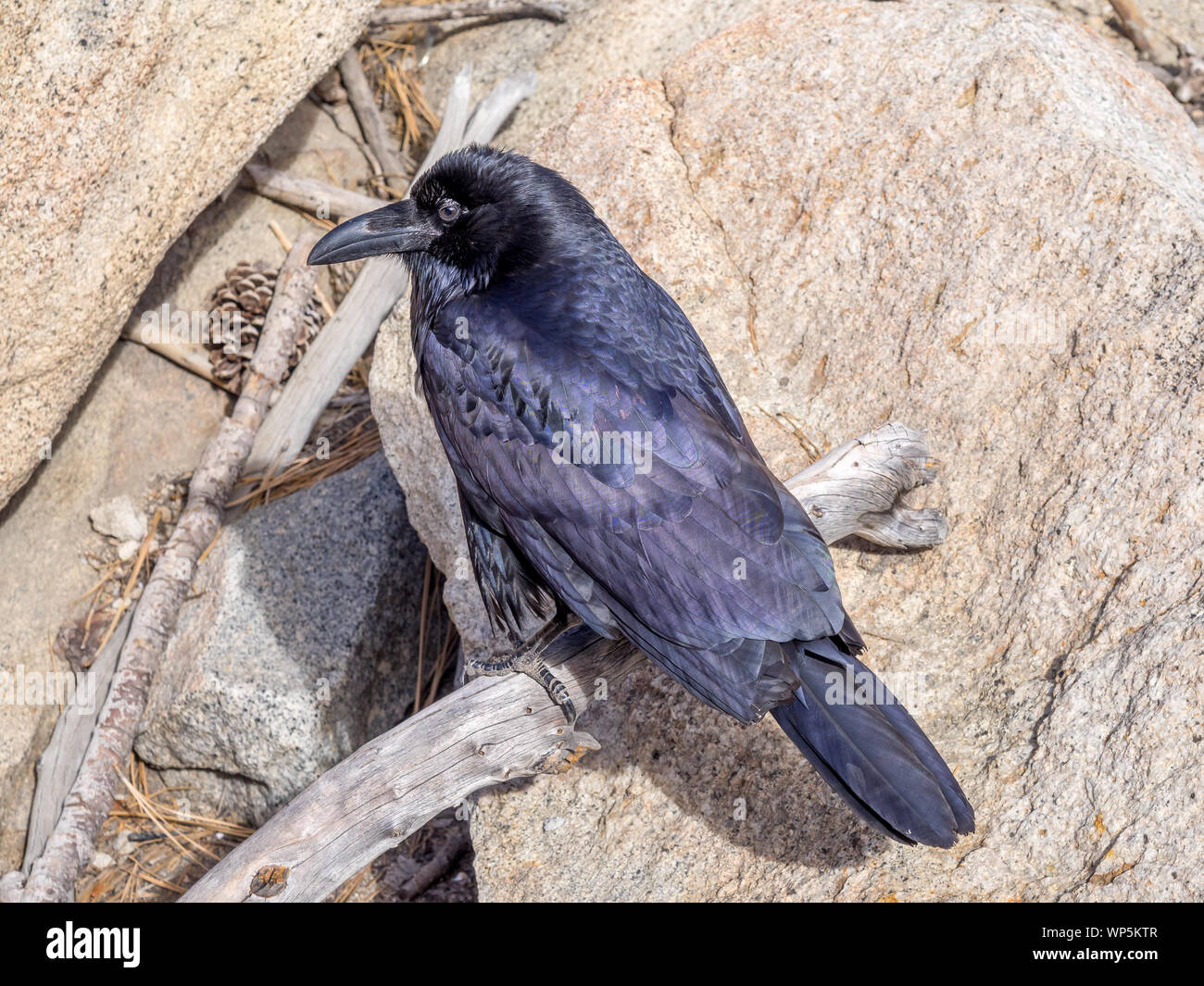 Common Raven Corvus corax photographed in California Stock Photo - Alamy