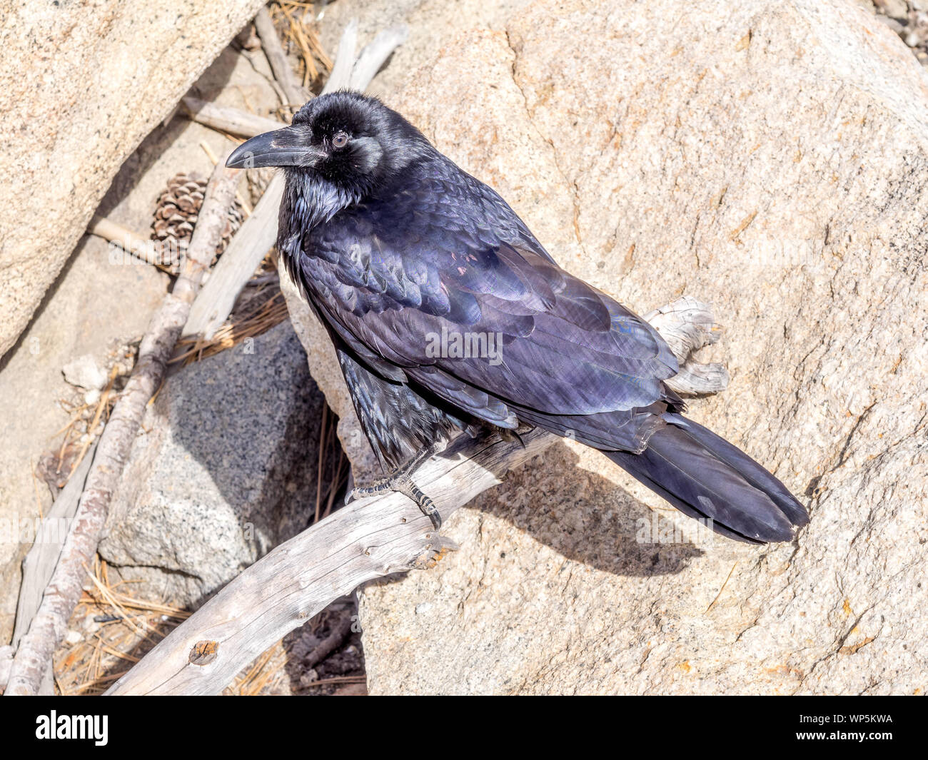 Desert raven california hi-res stock photography and images - Alamy