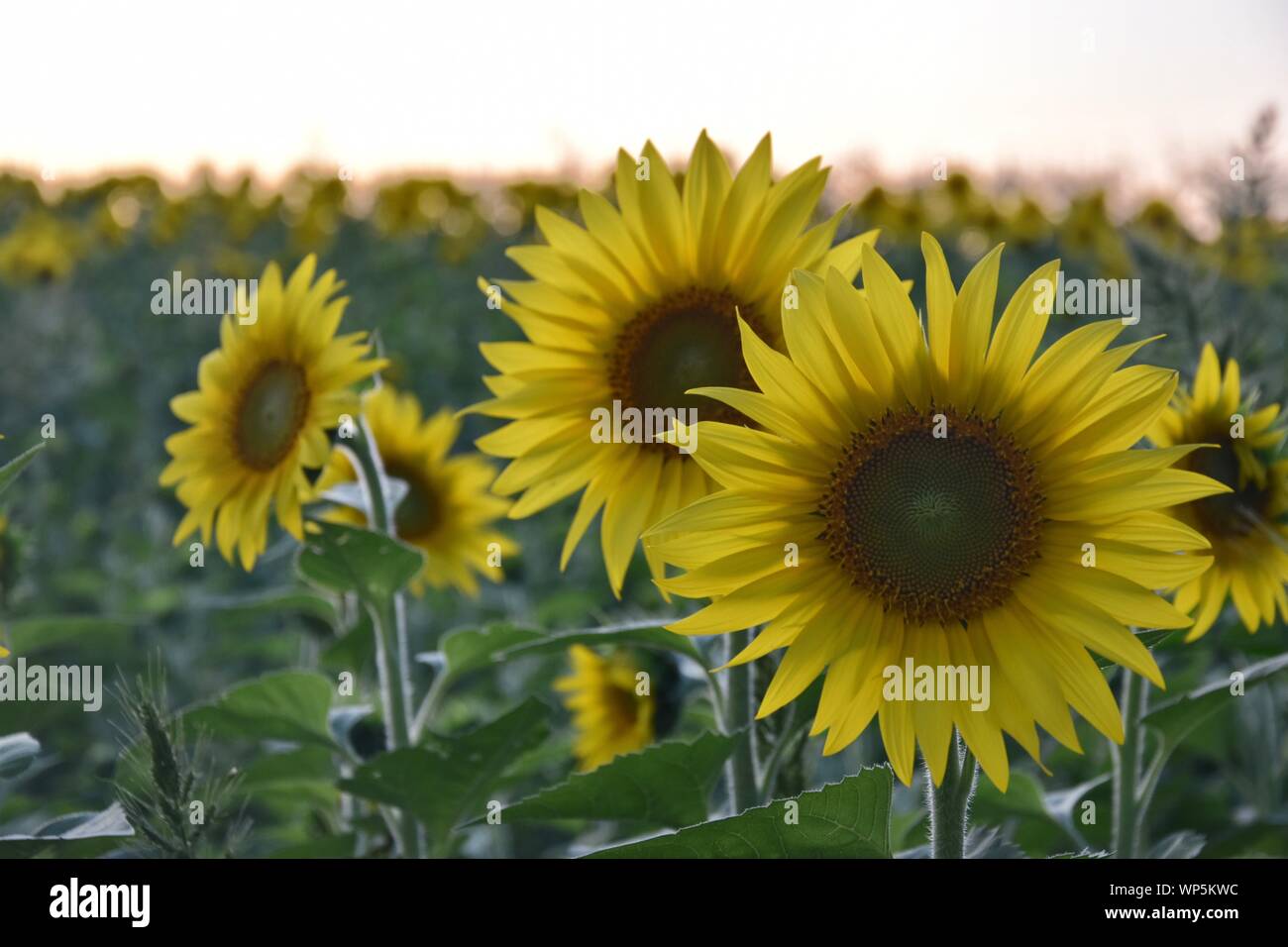 Sunflowers in the sunflower field at the famous Colby Farms in ...
