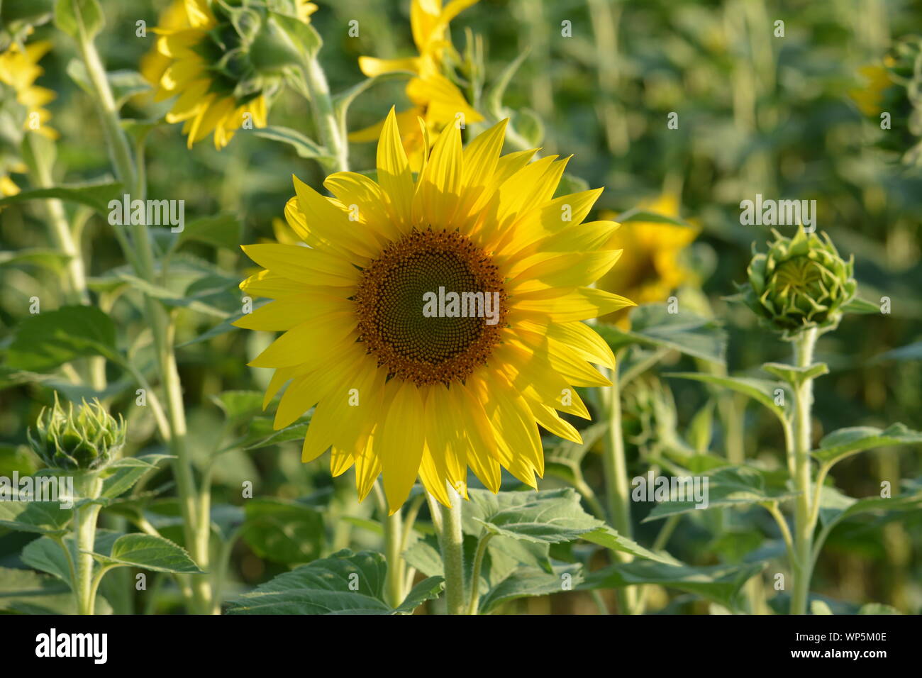 Sunflowers in the sunflower field at the famous Colby Farms in ...