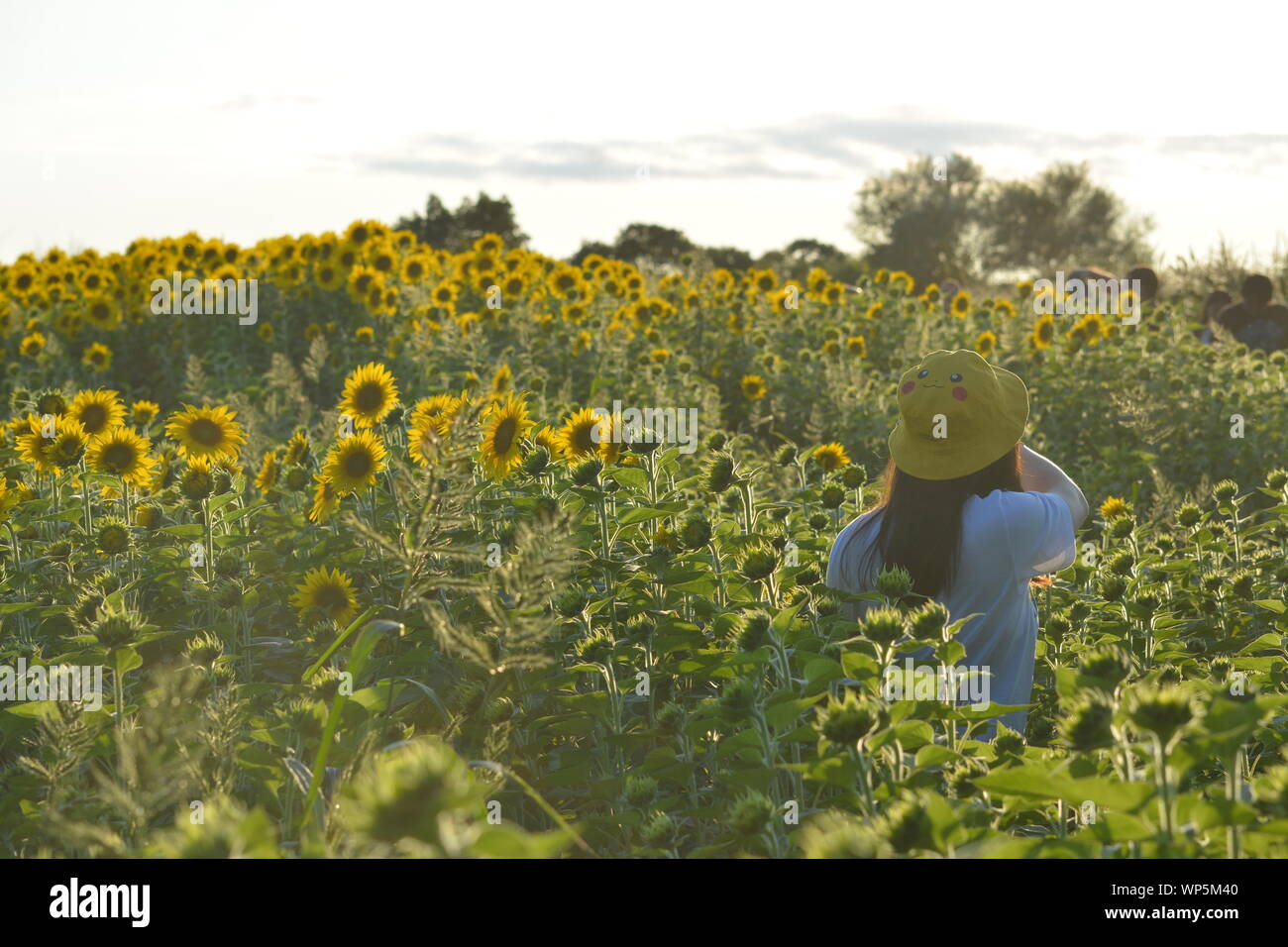 Sunflowers in the sunflower field at the famous Colby Farms in ...
