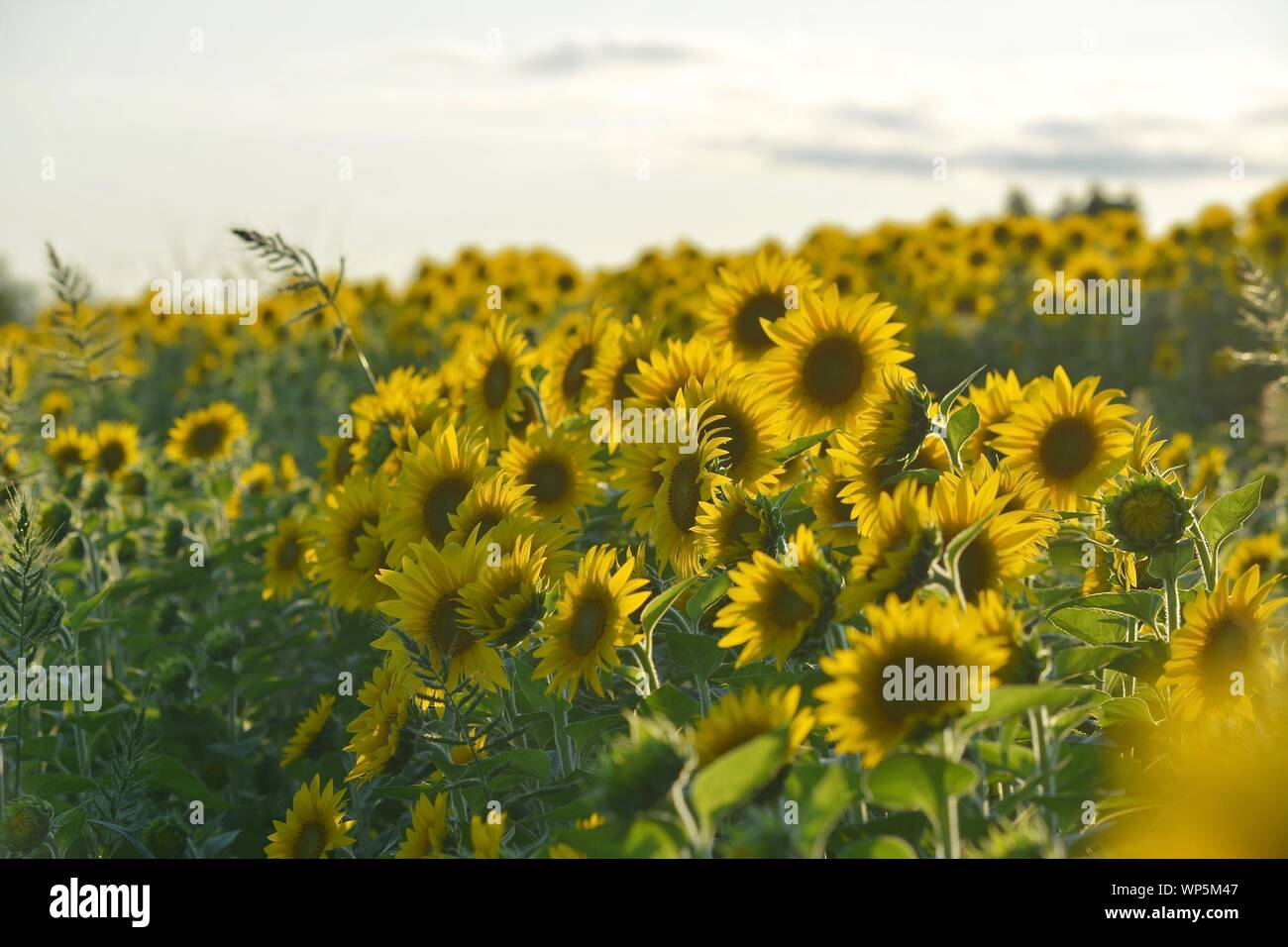 Sunflowers in the sunflower field at the famous Colby Farms in ...