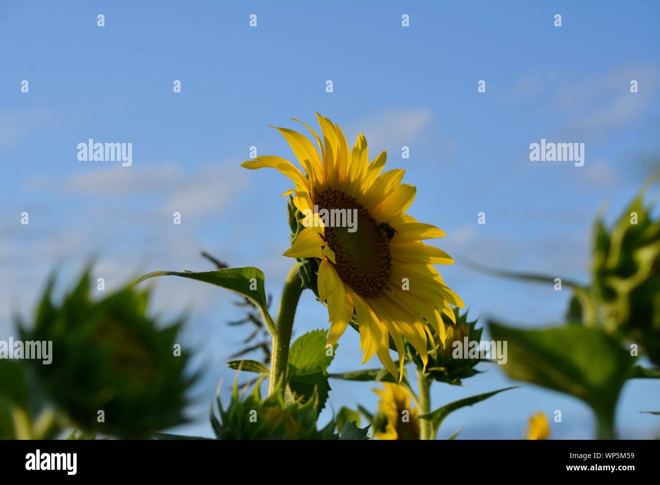 Sunflowers in the sunflower field at the famous Colby Farms in ...