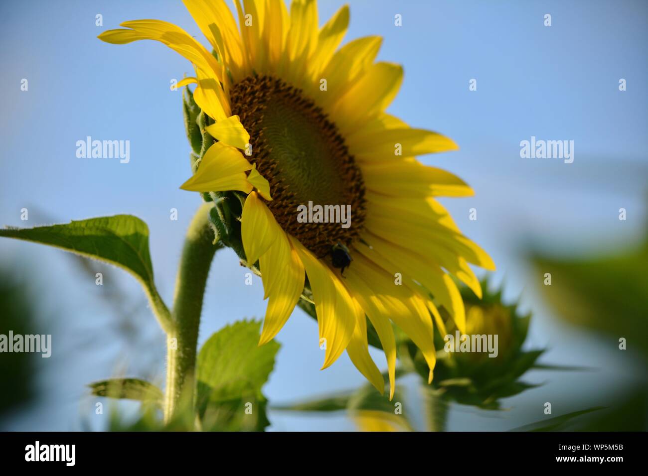 Sunflowers in the sunflower field at the famous Colby Farms in ...