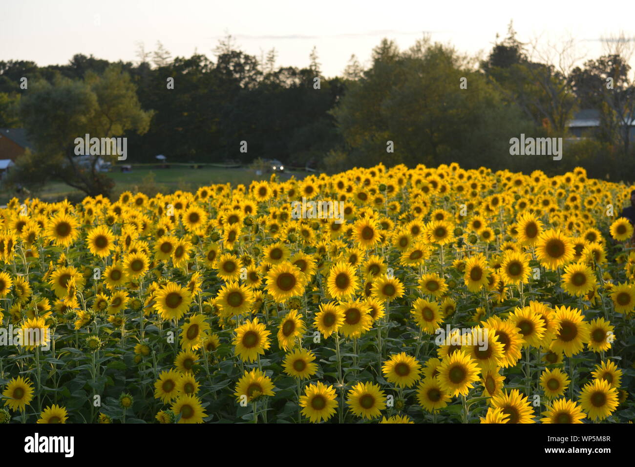 Sunflowers in the sunflower field at the famous Colby Farms in ...