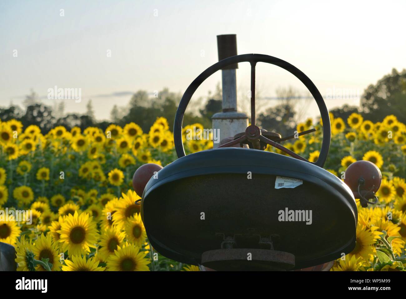 Sunflowers in the sunflower field at the famous Colby Farms in ...