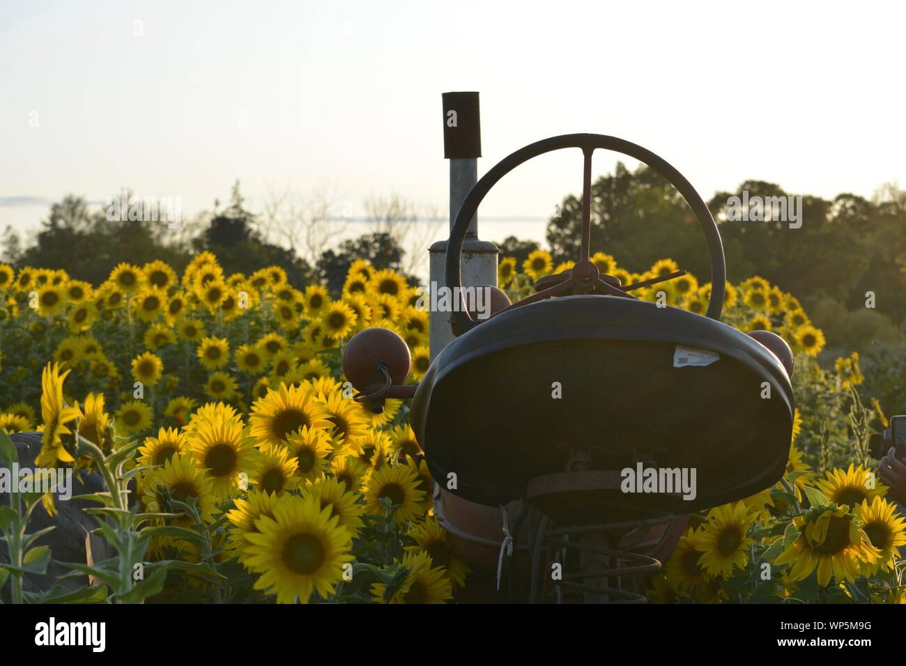 Sunflowers in the sunflower field at the famous Colby Farms in ...