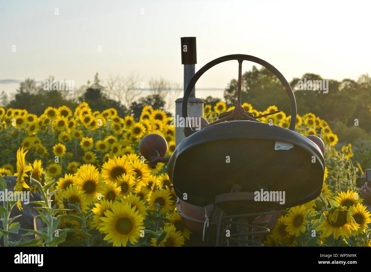 Sunflowers in the sunflower field at the famous Colby Farms in ...