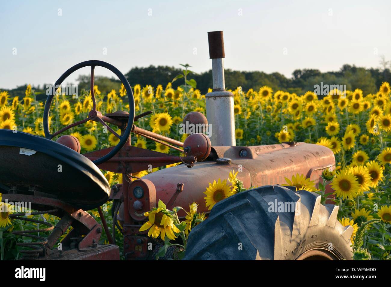 Sunflowers in the sunflower field at the famous Colby Farms in ...