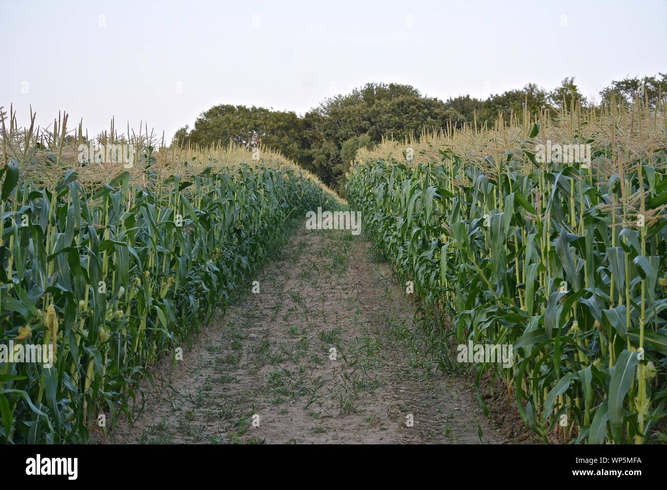 Sunflowers in the sunflower field at the famous Colby Farms in ...