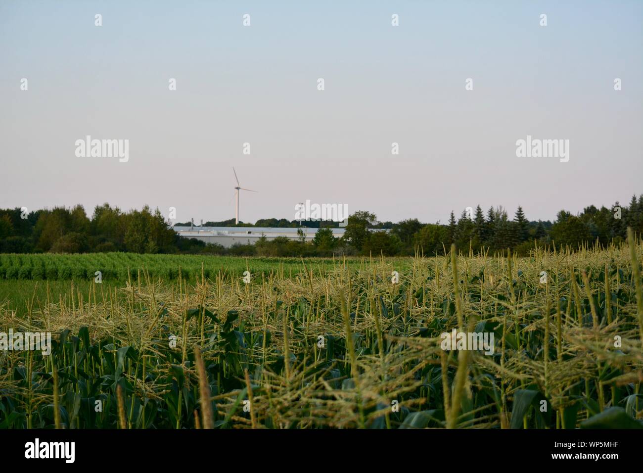 Sunflowers in the sunflower field at the famous Colby Farms in ...