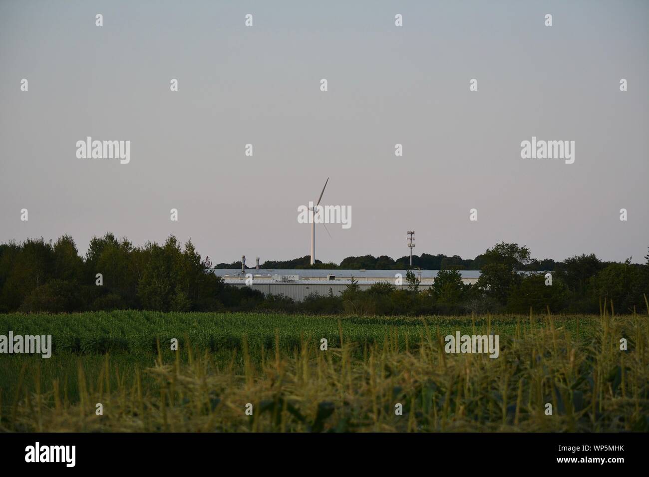 Sunflowers in the sunflower field at the famous Colby Farms in ...