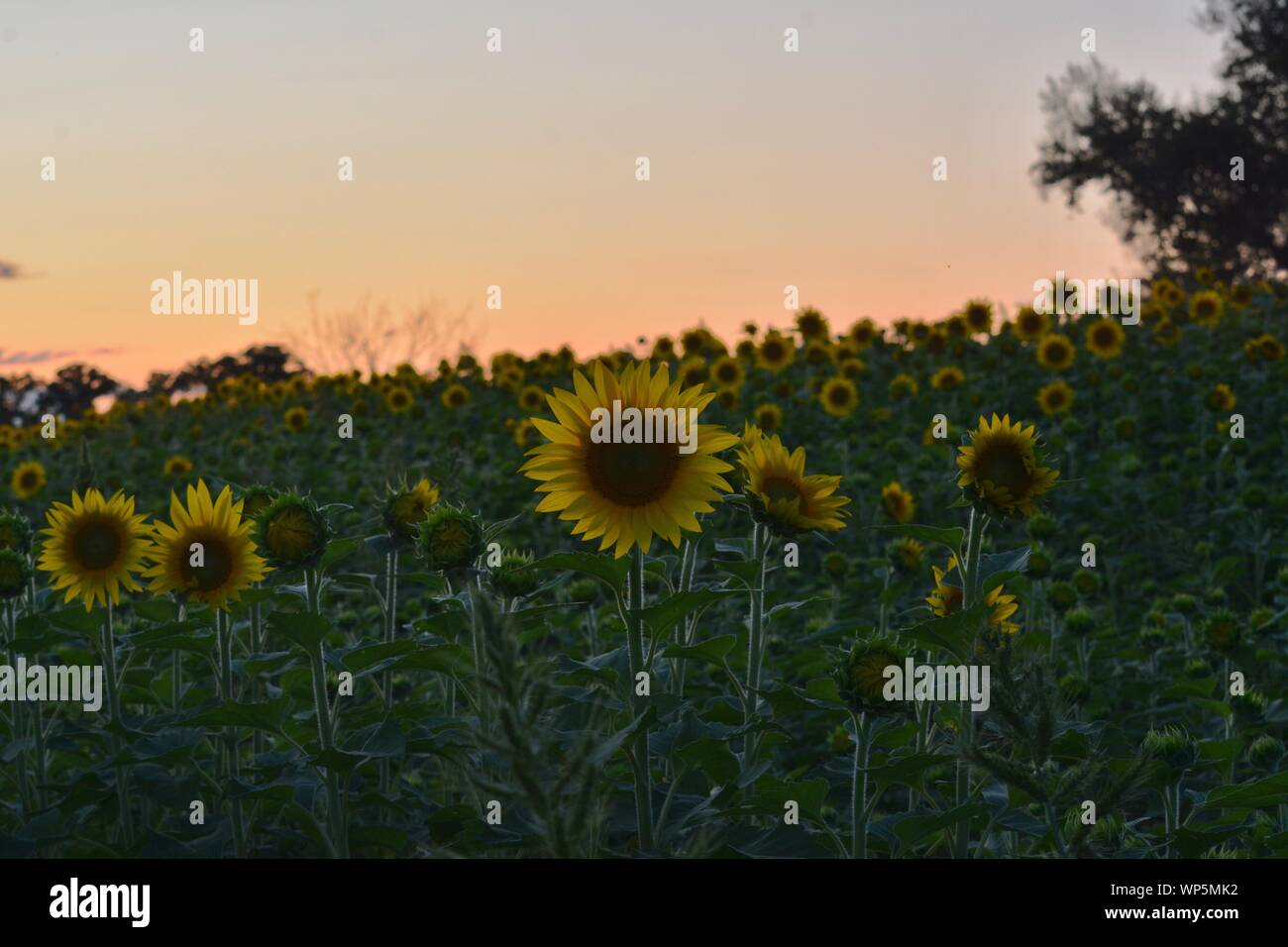 Sunflowers in the sunflower field at the famous Colby Farms in ...