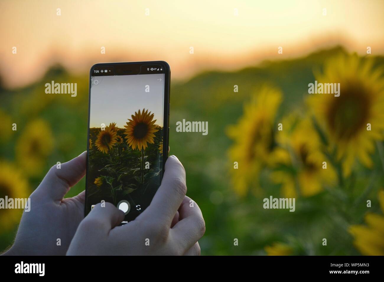 Sunflowers in the sunflower field at the famous Colby Farms in ...