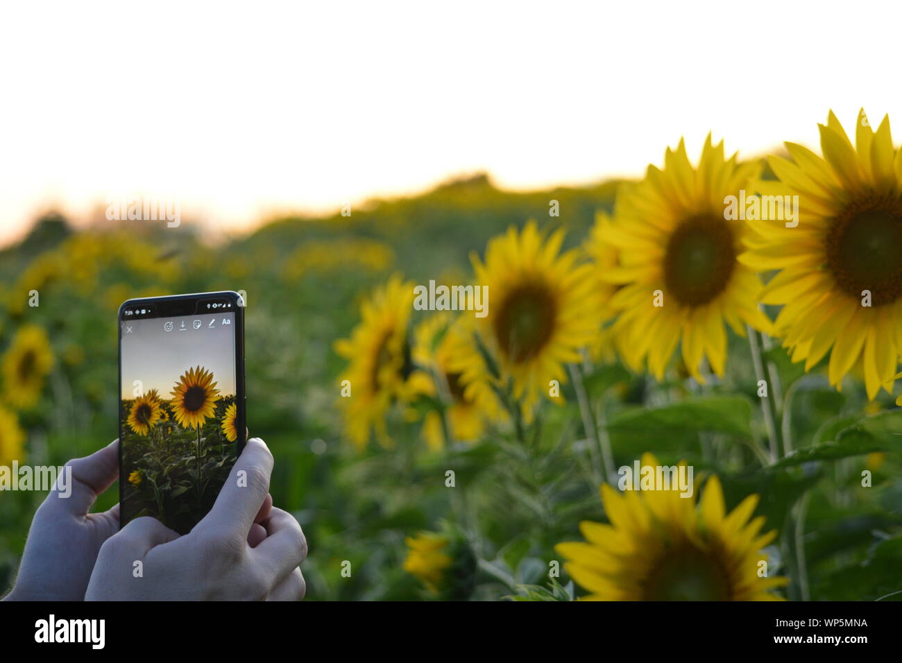 Sunflowers in the sunflower field at the famous Colby Farms in ...