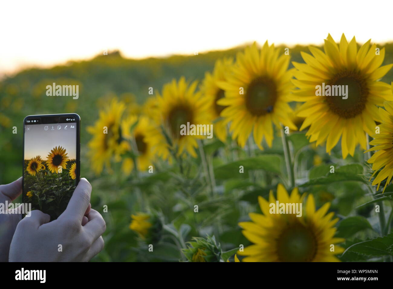 Sunflowers in the sunflower field at the famous Colby Farms in ...