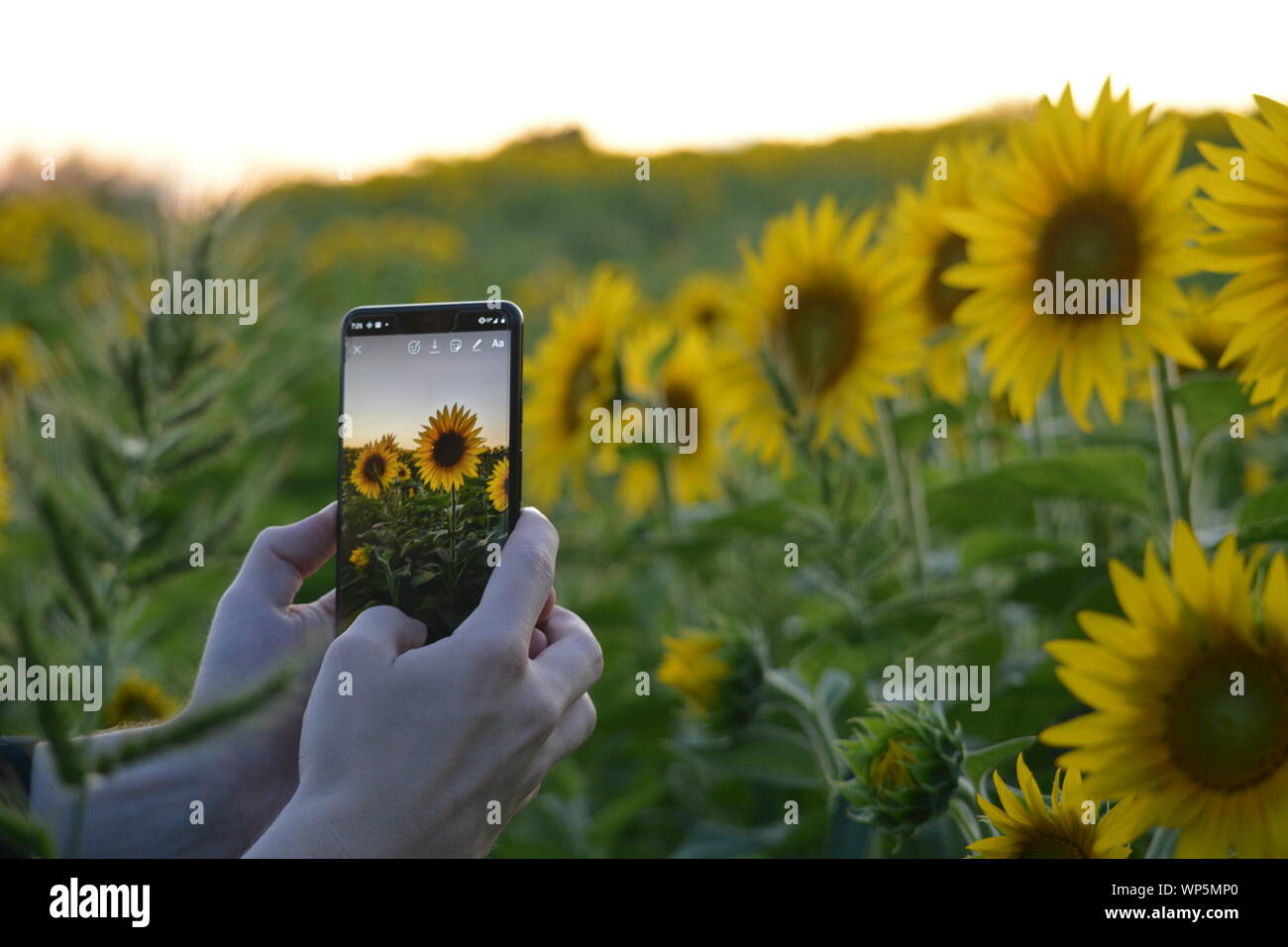 Sunflowers in the sunflower field at the famous Colby Farms in ...