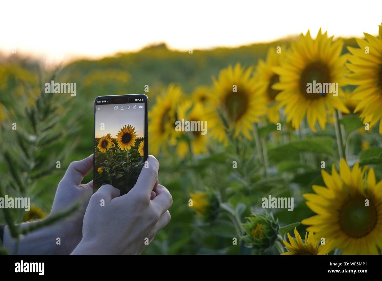Sunflowers in the sunflower field at the famous Colby Farms in ...