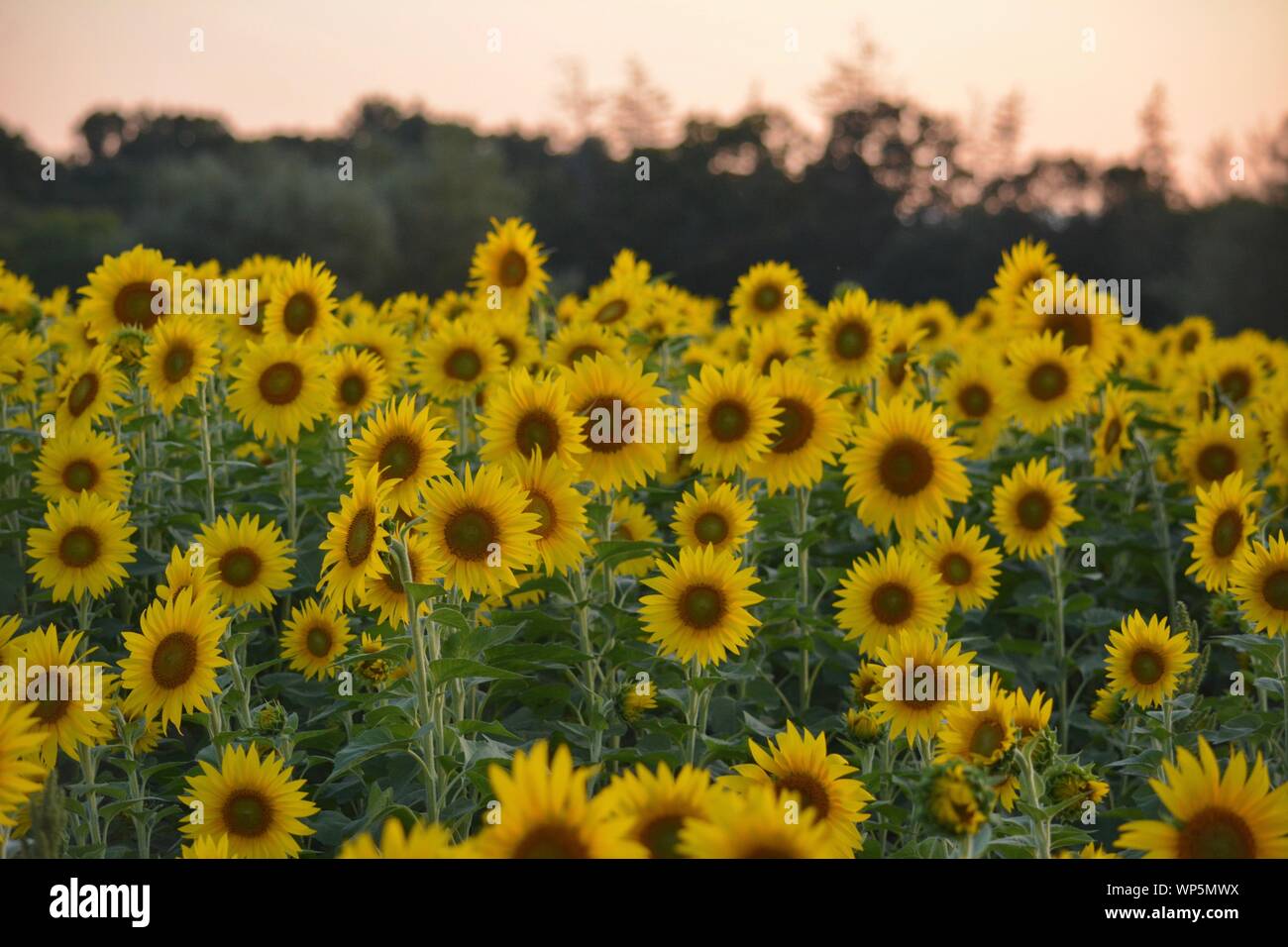 Sunflowers in the sunflower field at the famous Colby Farms in ...