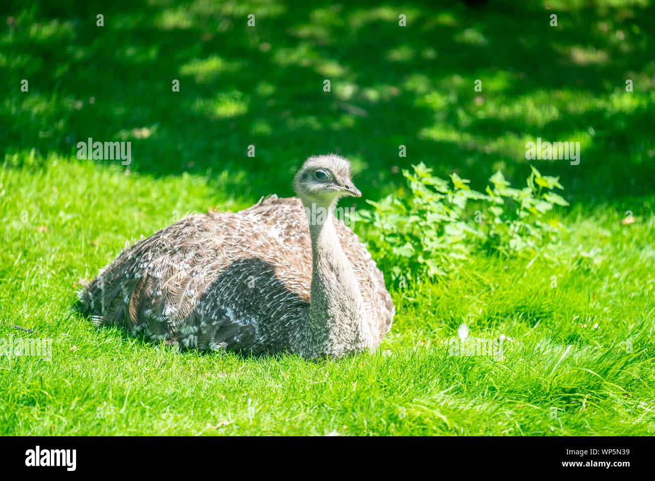 Darwins rhea, Rhea pennata, also known as the lesser rhea, is a large ...