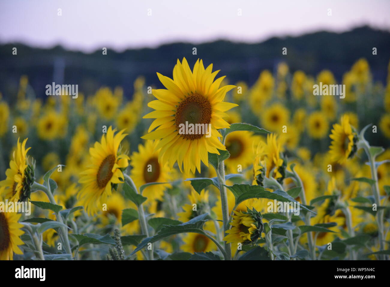 Sunflowers in the sunflower field at the famous Colby Farms in ...