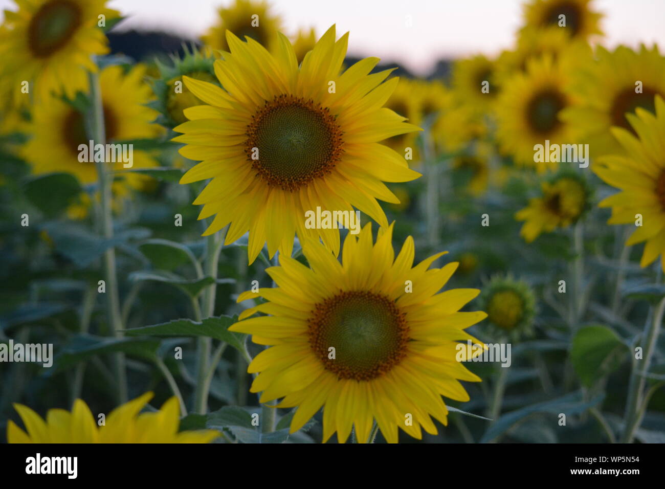 Sunflowers in the sunflower field at the famous Colby Farms in ...