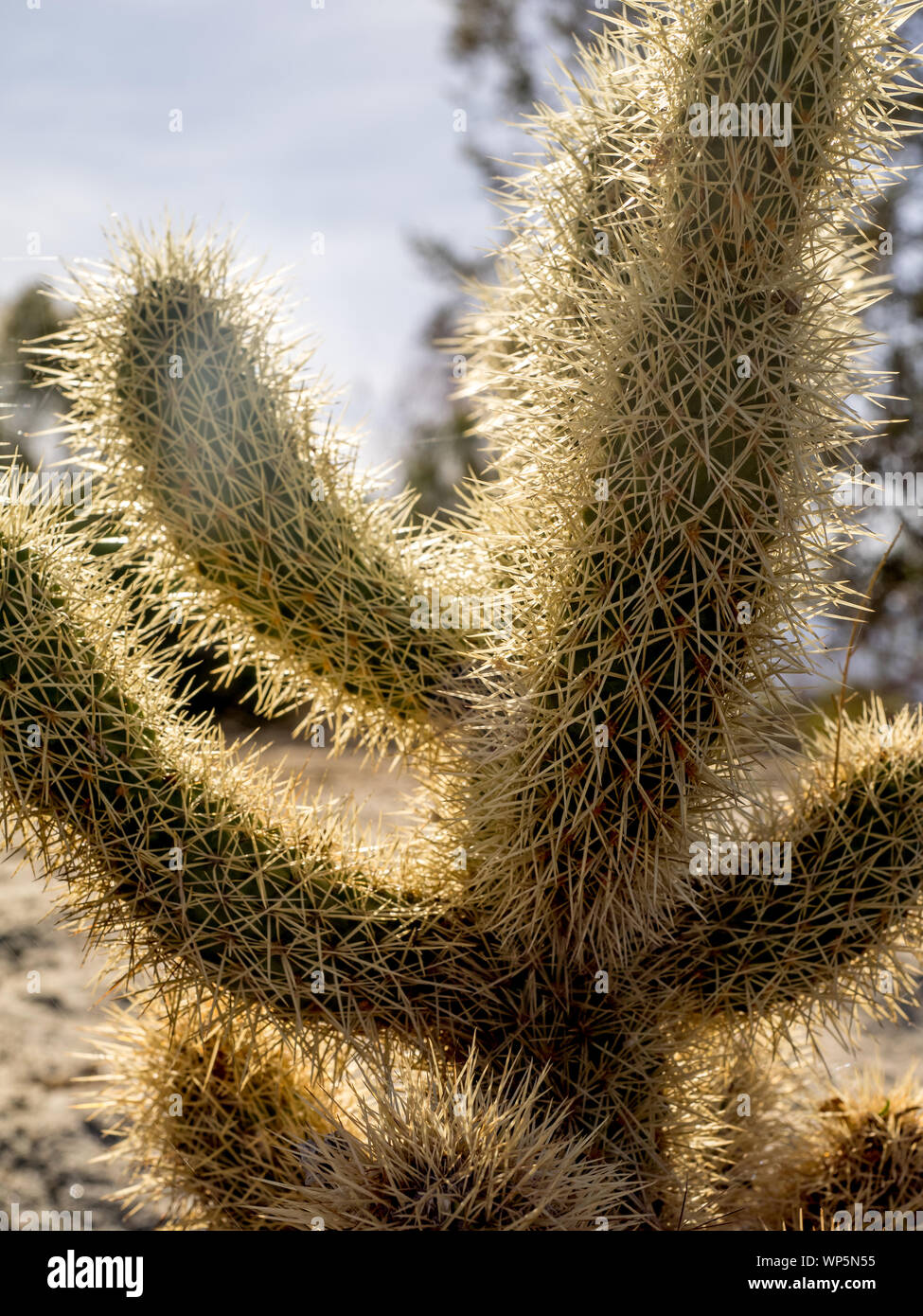 Cactus variety from north American located in Palm Desert, California ...