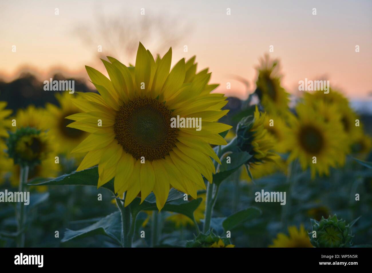 Sunflowers in the sunflower field at the famous Colby Farms in ...