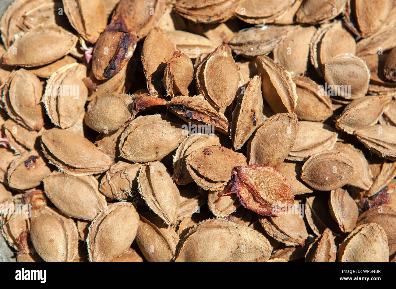 pile of apricots seeds background Stock Photo - Alamy