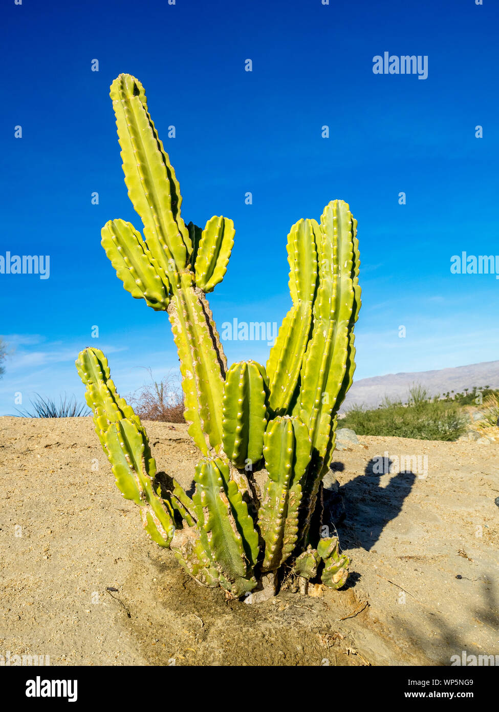 Prickly pear cactus california desert hi-res stock photography and ...