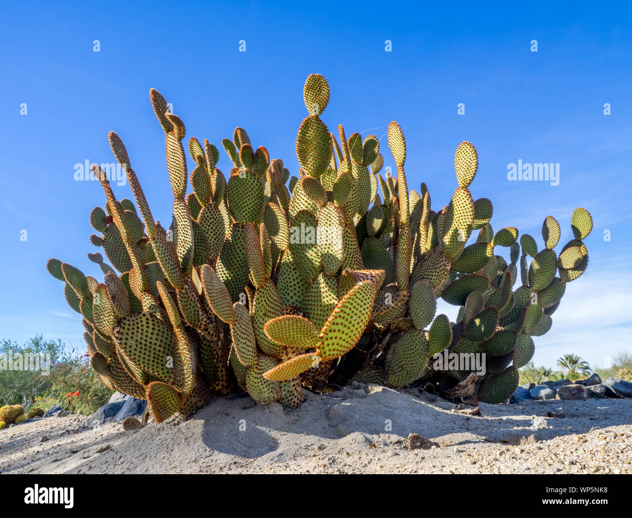 American cactus hi-res stock photography and images - Alamy