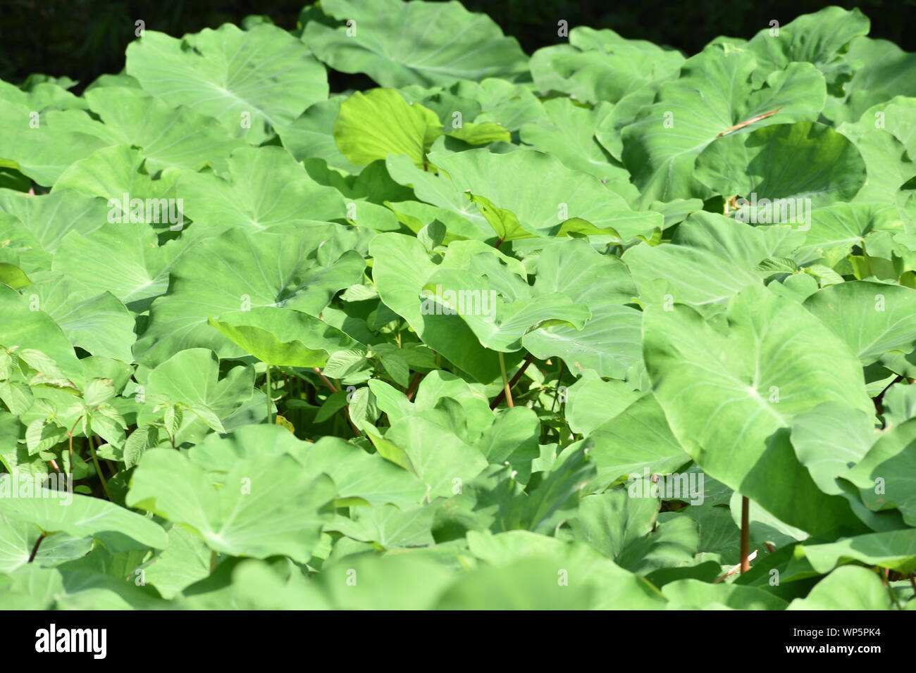Taro Tree High Resolution Stock Photography and Images - Alamy