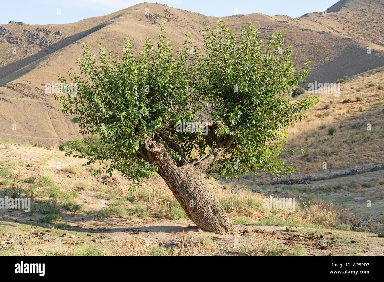 An old Mulberry tree, near the mountain village of Hayat in Uzbekistan ...