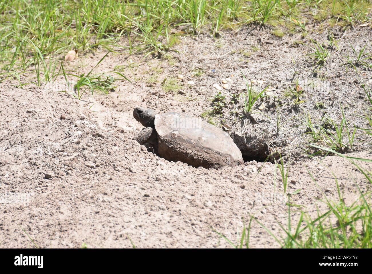 This wildlife photo of a Wild Gopher Tortoise was taken after it moved ...