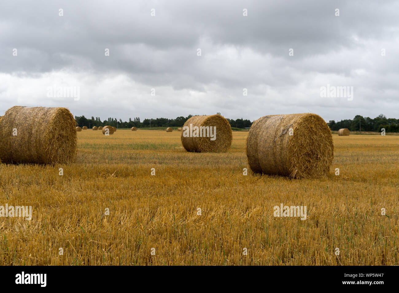 Horizontal view of yellow and golden straw and hay bales freshly cut on ...