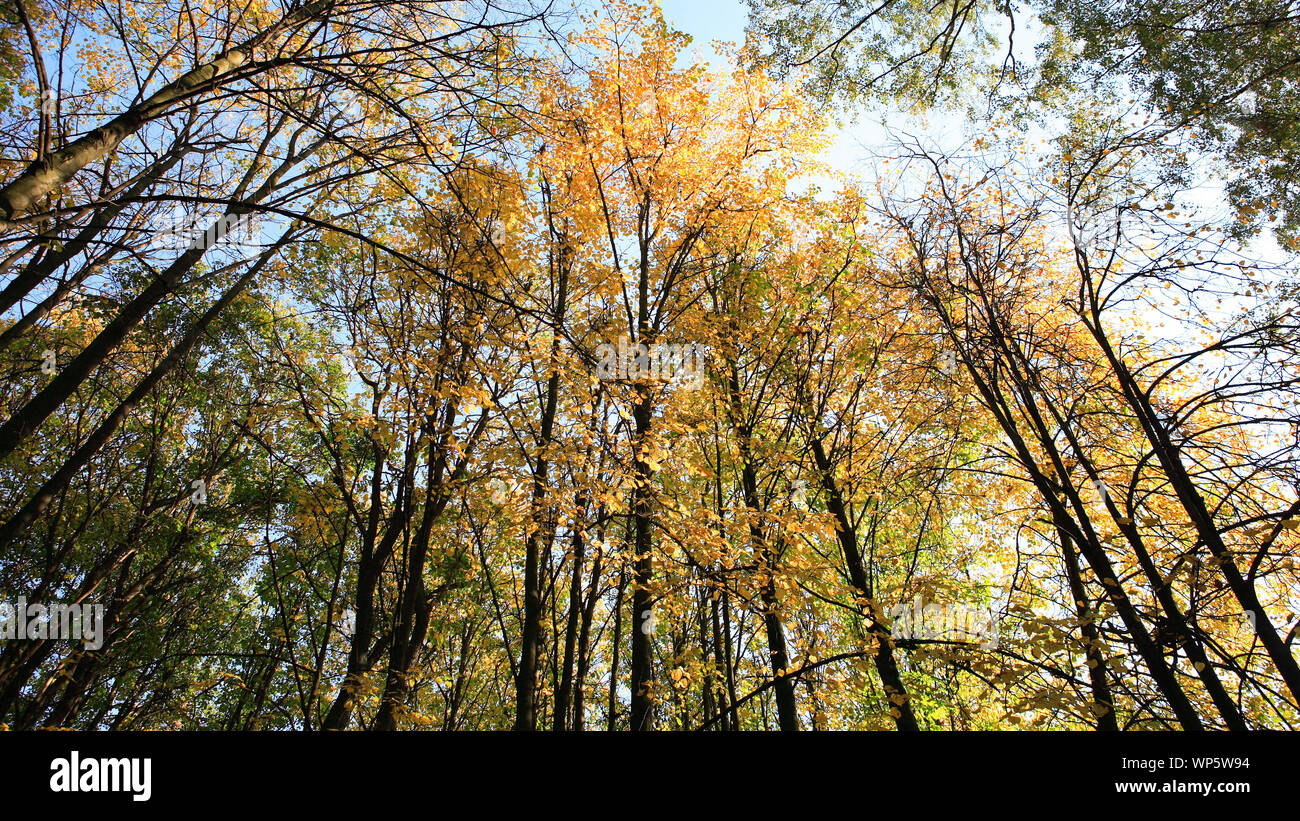 trees in autumn on sky background, spetember Stock Photo - Alamy